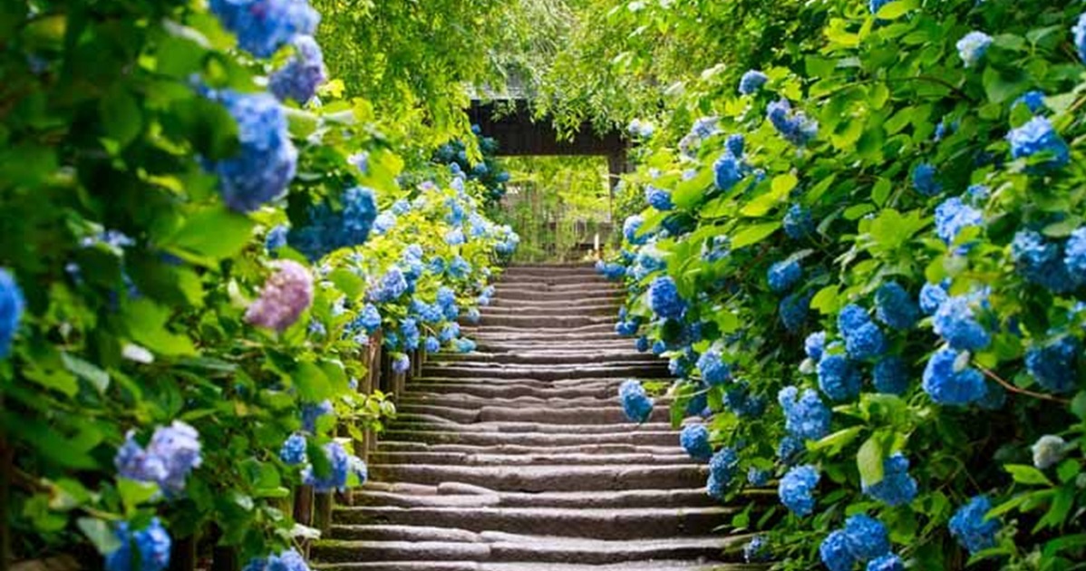 Historical City Kamakura | Japan Incentive Expert